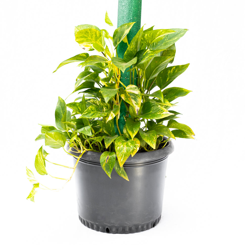 Potus Golden Totem - Planta de Interior Grande y Dorada – La Jungla